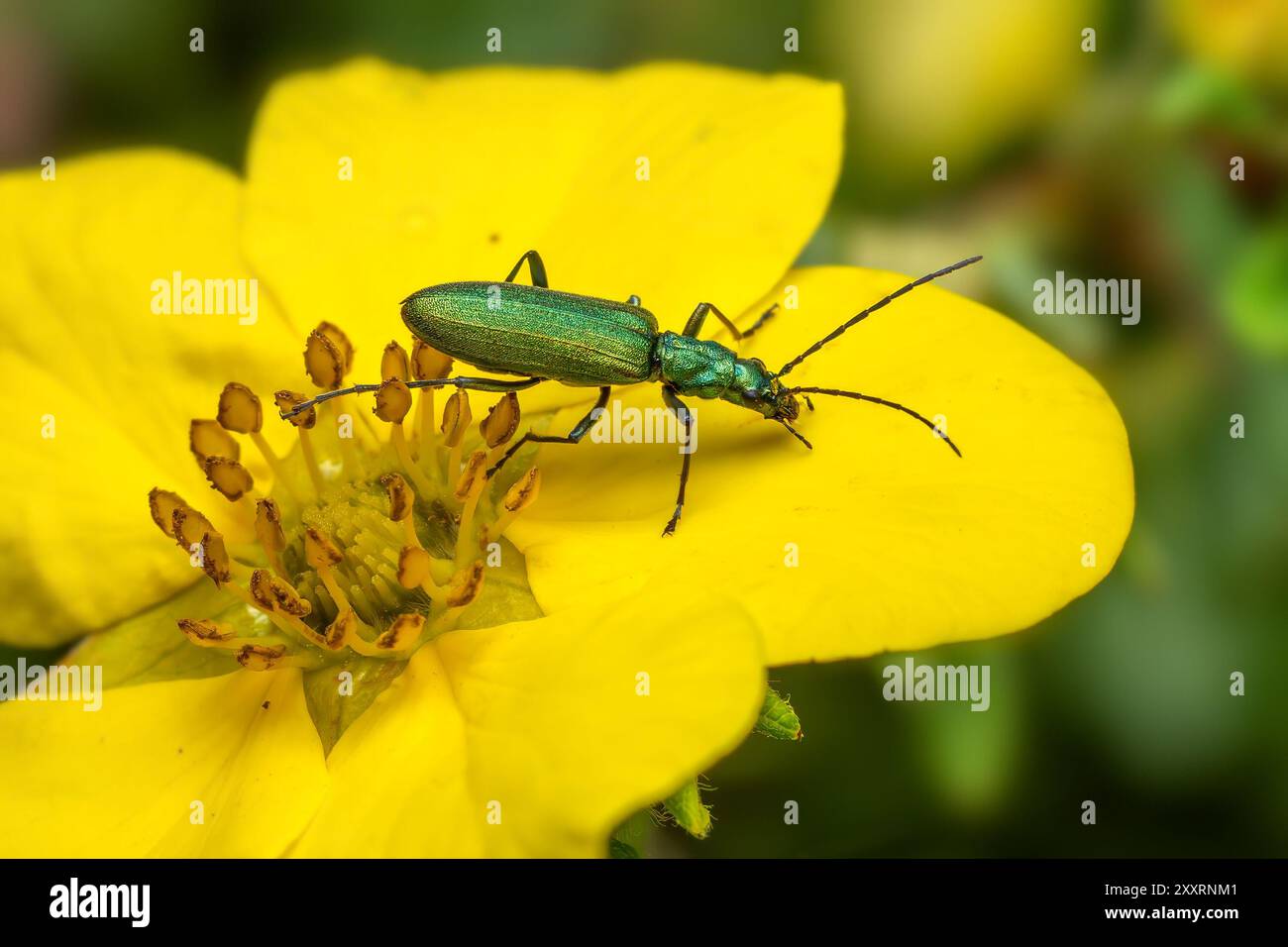 false blister beetle - Chrysanthia viridissima, beautiful metallic ...