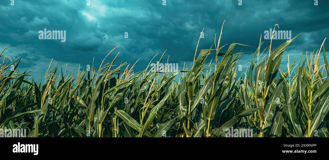 Dark stormy clouds over tasseling corn crop plantation field in summer, selective focus Stock ...