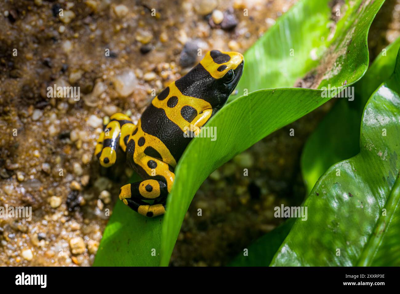 The yellow-banded poison dart frog, Dendrobates leucomelas, bumblebee ...