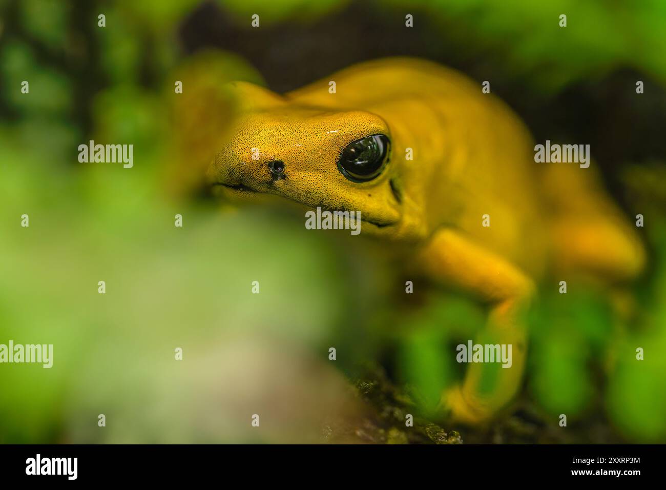 The world's most poisonous frog, Phyllobates terribilis, the golden ...
