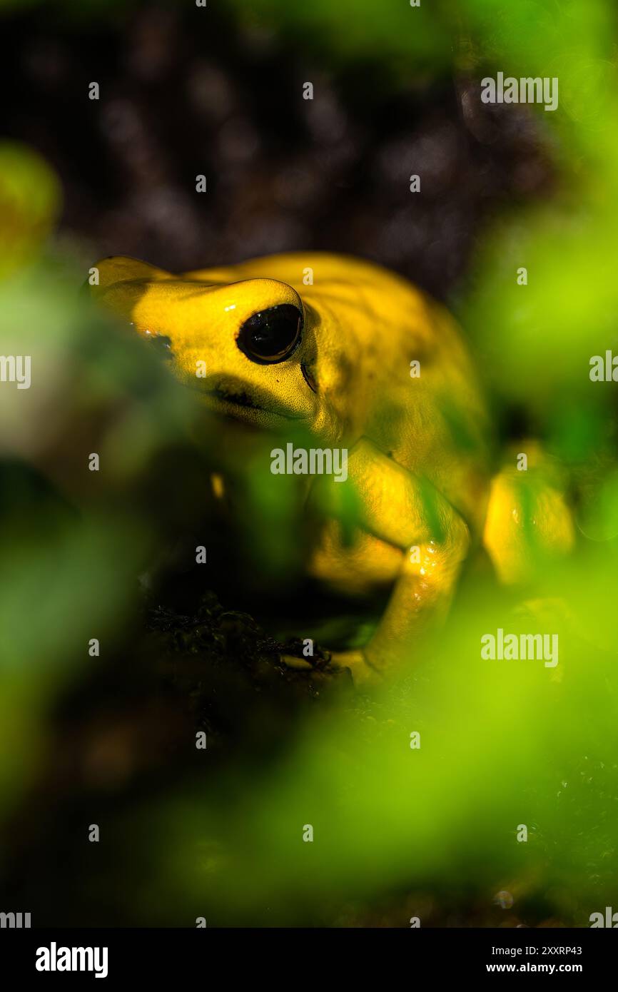 The world's most poisonous frog, Phyllobates terribilis, the golden ...