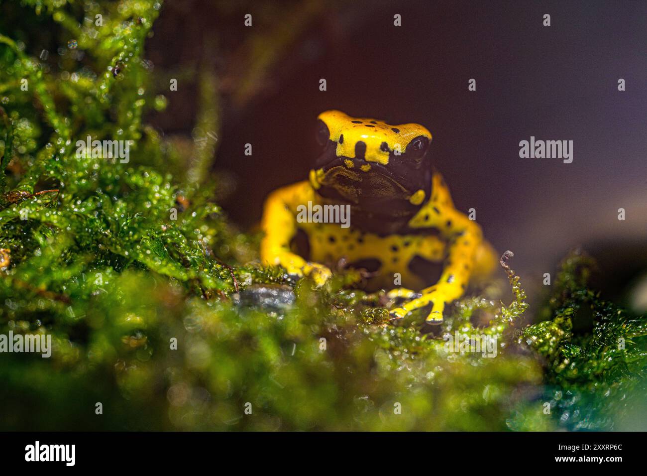 The yellow-banded poison dart frog, Dendrobates leucomelas, bumblebee ...
