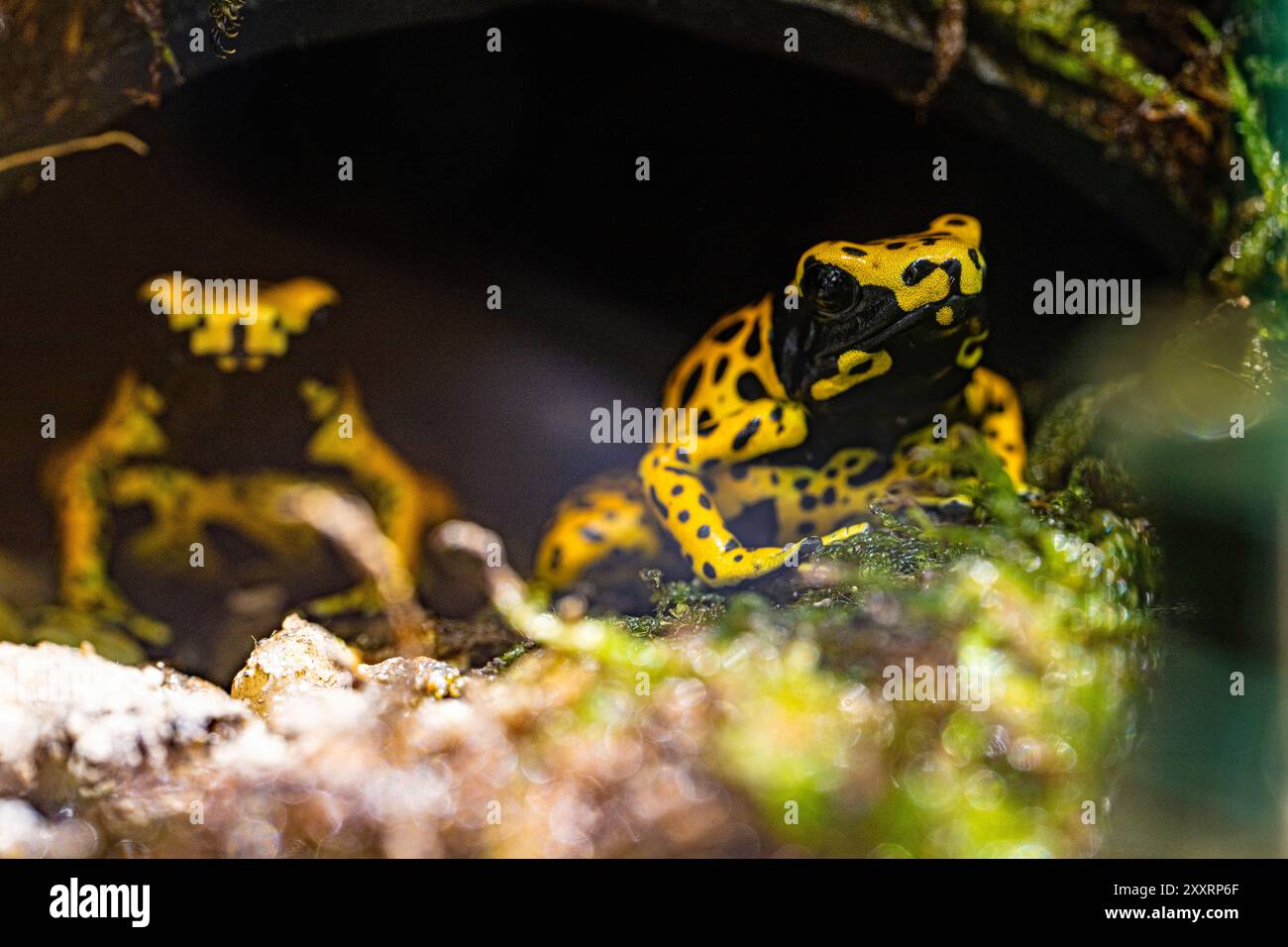 The yellow-banded poison dart frog, Dendrobates leucomelas, bumblebee ...