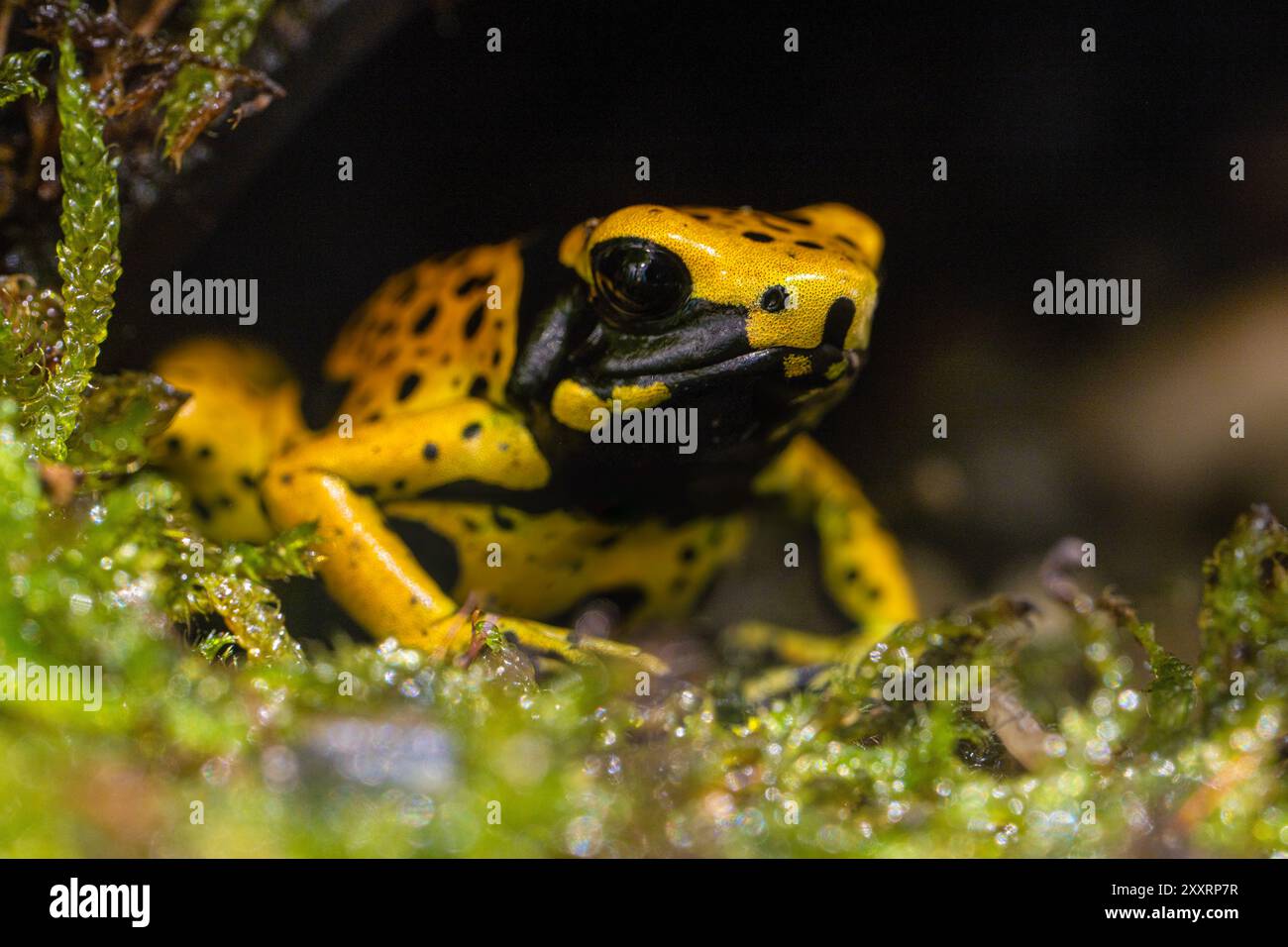 The yellow-banded poison dart frog, Dendrobates leucomelas, bumblebee ...