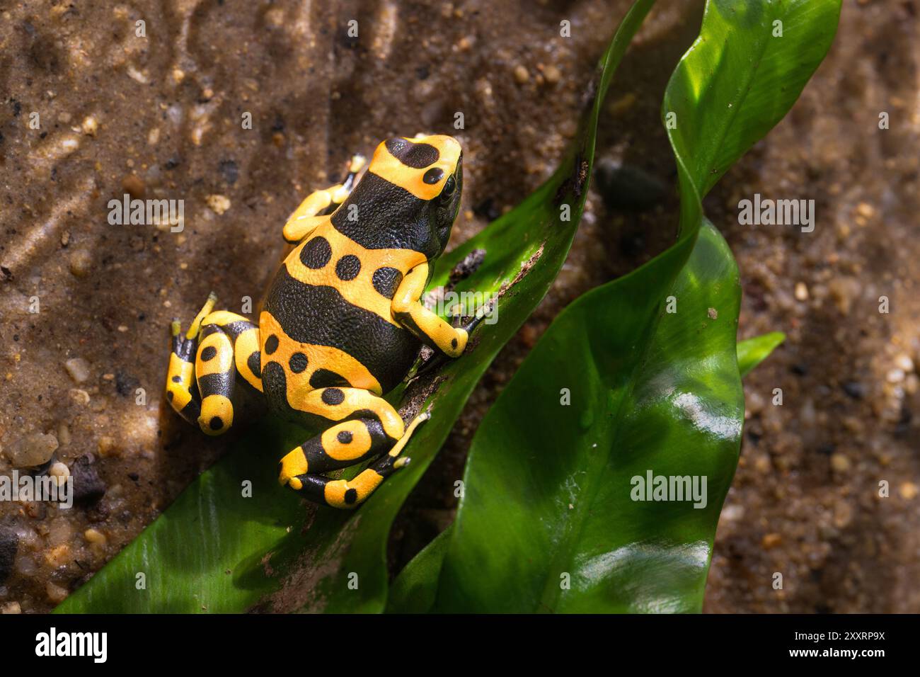 The yellow-banded poison dart frog, Dendrobates leucomelas, bumblebee ...