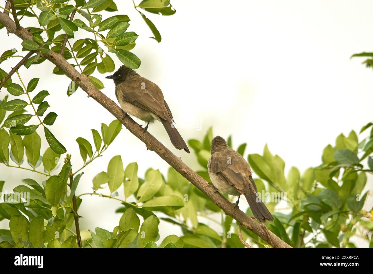 Bulbul illustration hi-res stock photography and images - Alamy