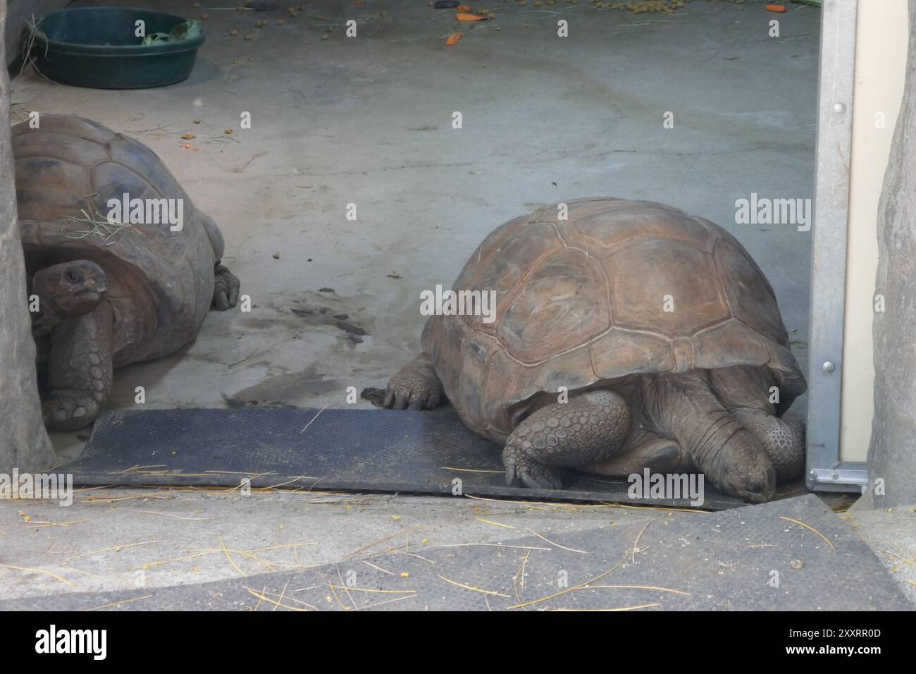 Los Angeles, California, USA 20th August 2024 Aldabra Tortoises at LA ...