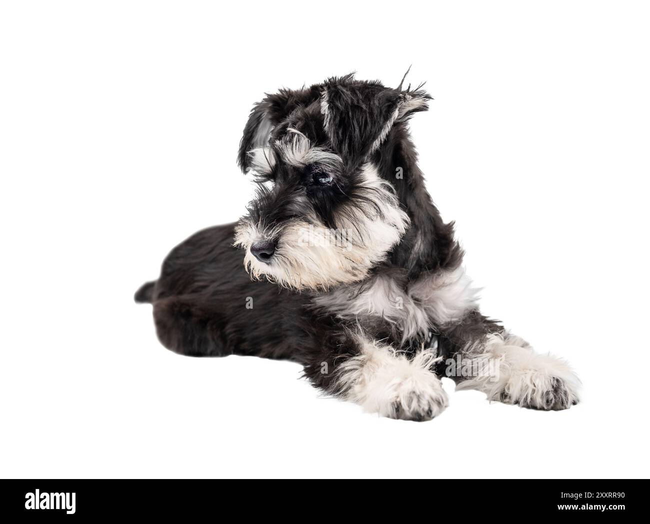 Miniature schnauzer puppy lying and looking to the side isolated on ...