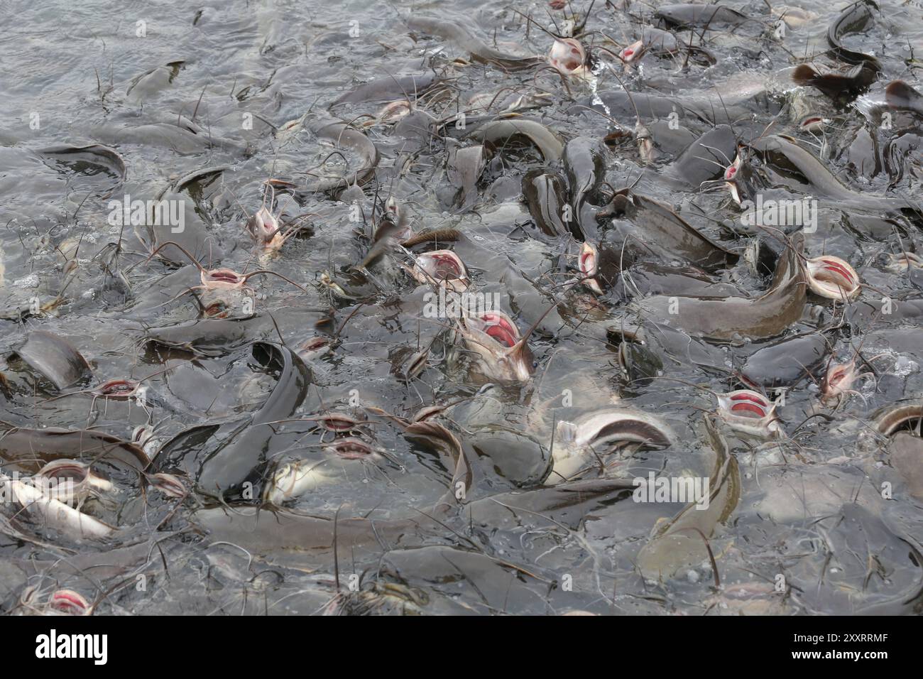Farmed catfish eating food, Catfish is a popular fish in Thailand for ...