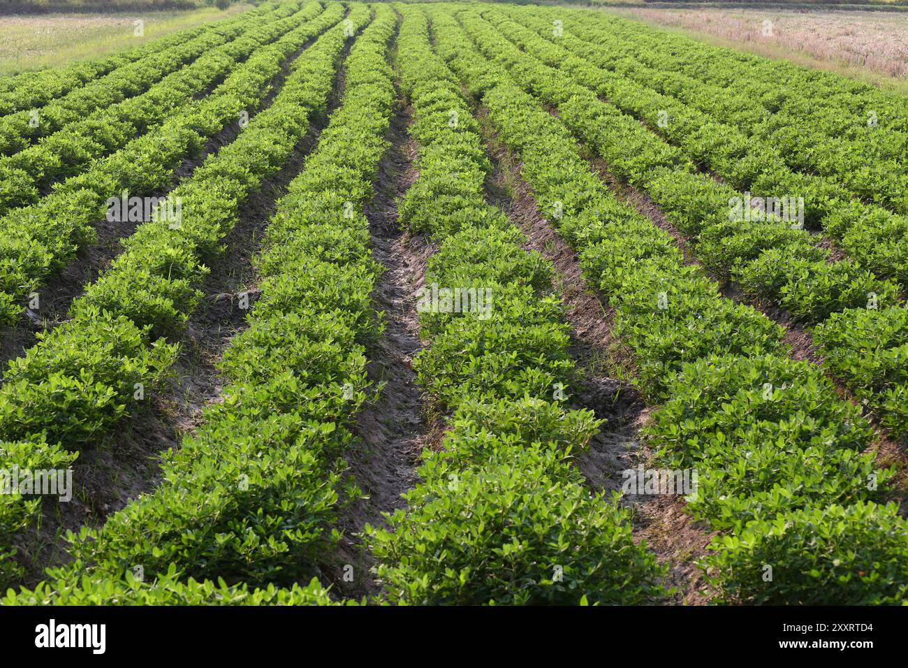 Peanut growing vegetable plot in organic farm, Bean plants that are ...