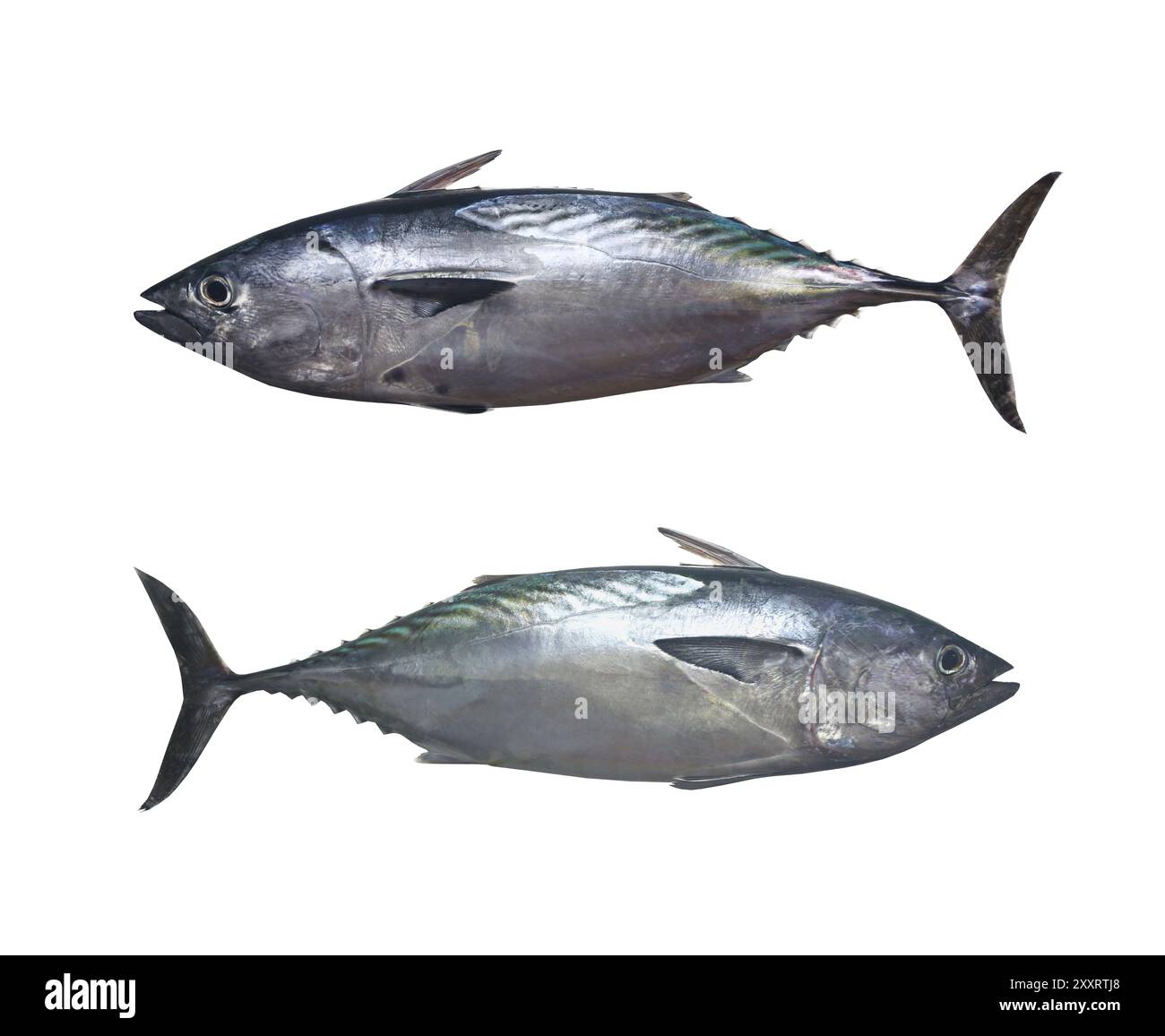 Mackerel tuna, left and right views with isolated on white background ...