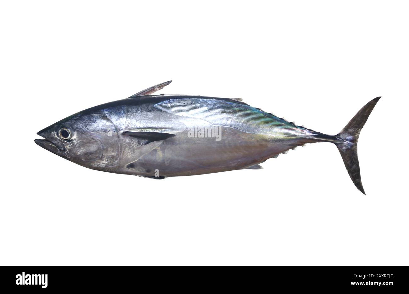 Mackerel tuna which has a long body with isolated on white background ...