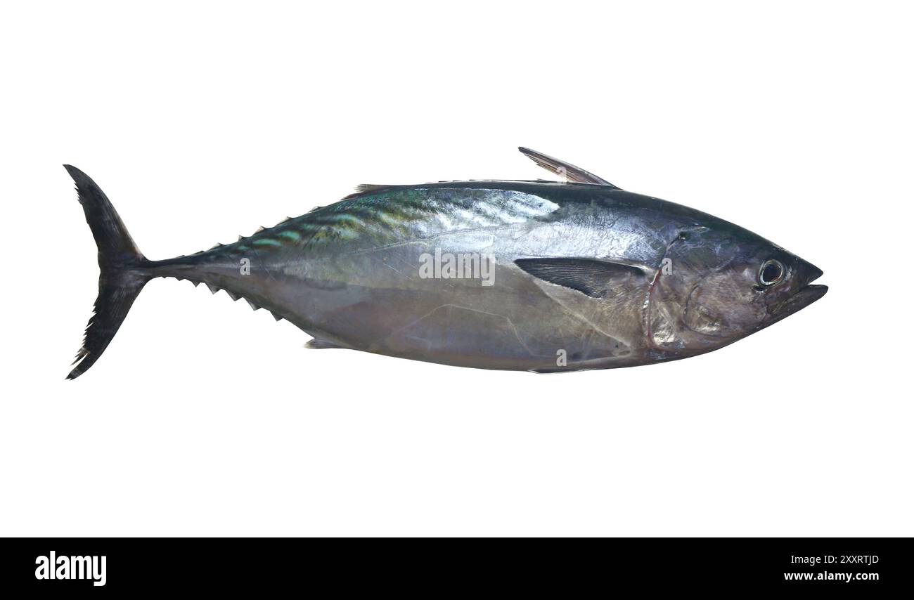 Mackerel tuna which has a long body with isolated on white background ...