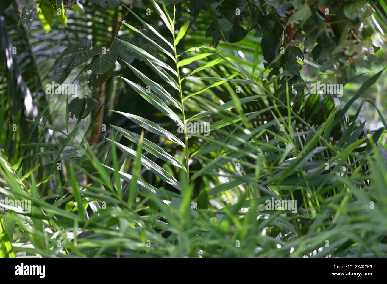 Top leaves of the rattan tree or Calameae tree in the tropical forest ...