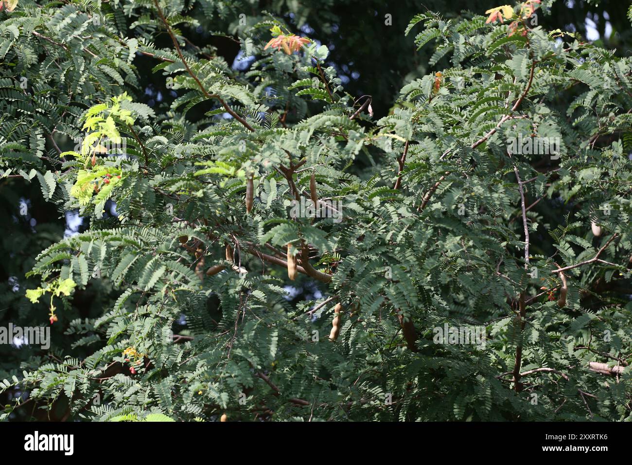 Tamarind tree hi-res stock photography and images - Alamy