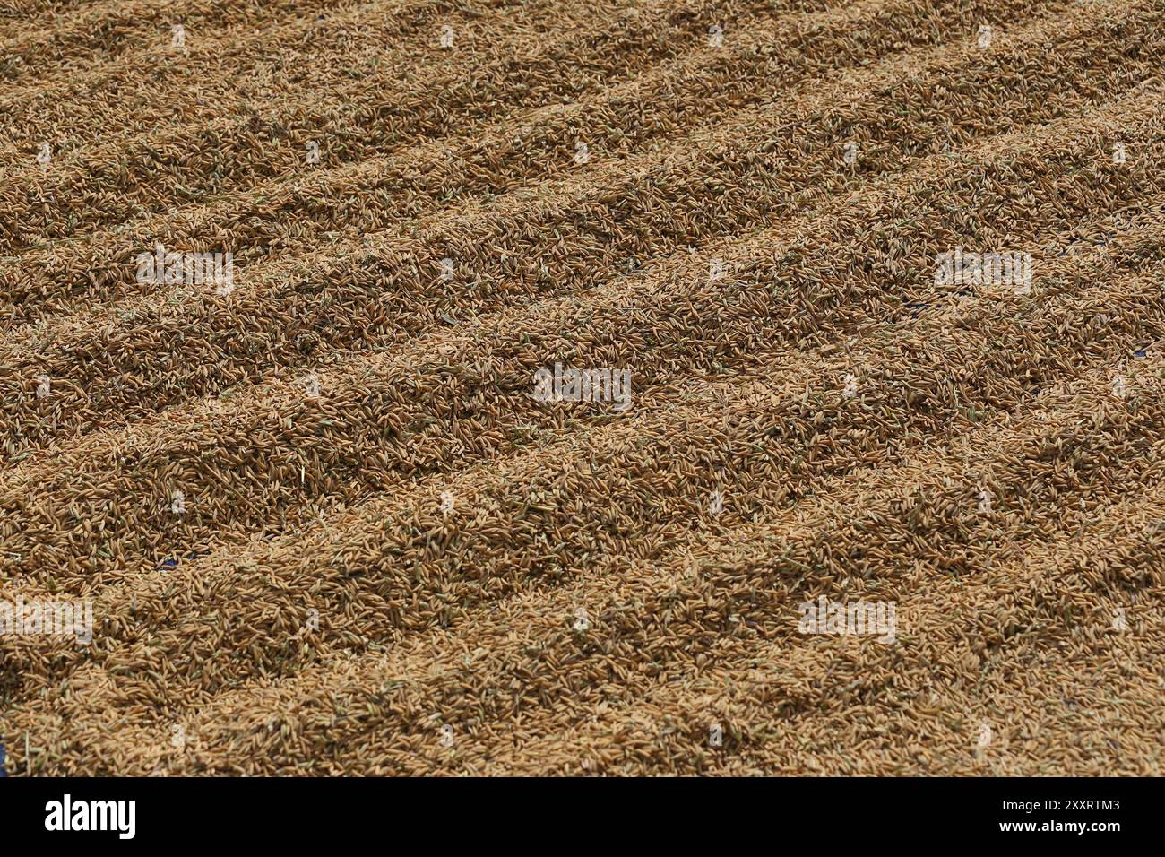 Rice grains scattered on the ground, background for design in your work ...
