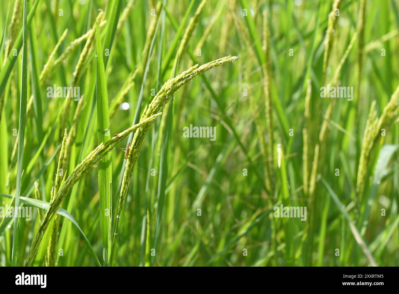 Green rice plants are about to sprout ears, after which they will turn ...