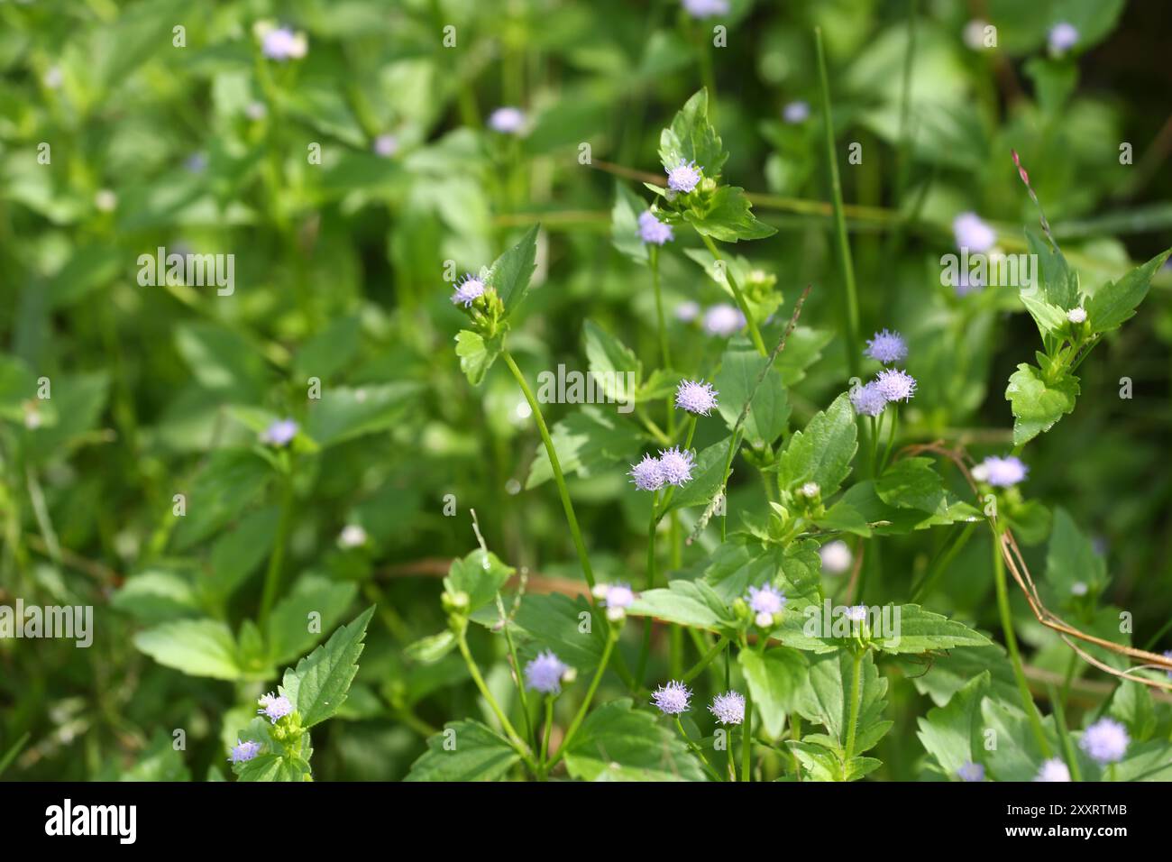 Siam weed tree holds its flowers open to sunlight, Siam weed tree is an ...