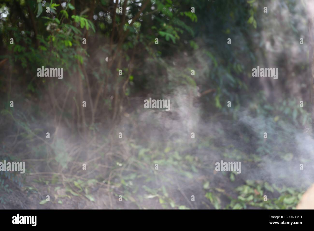Smoke from the combustion was floating in the forest, There may be a ...