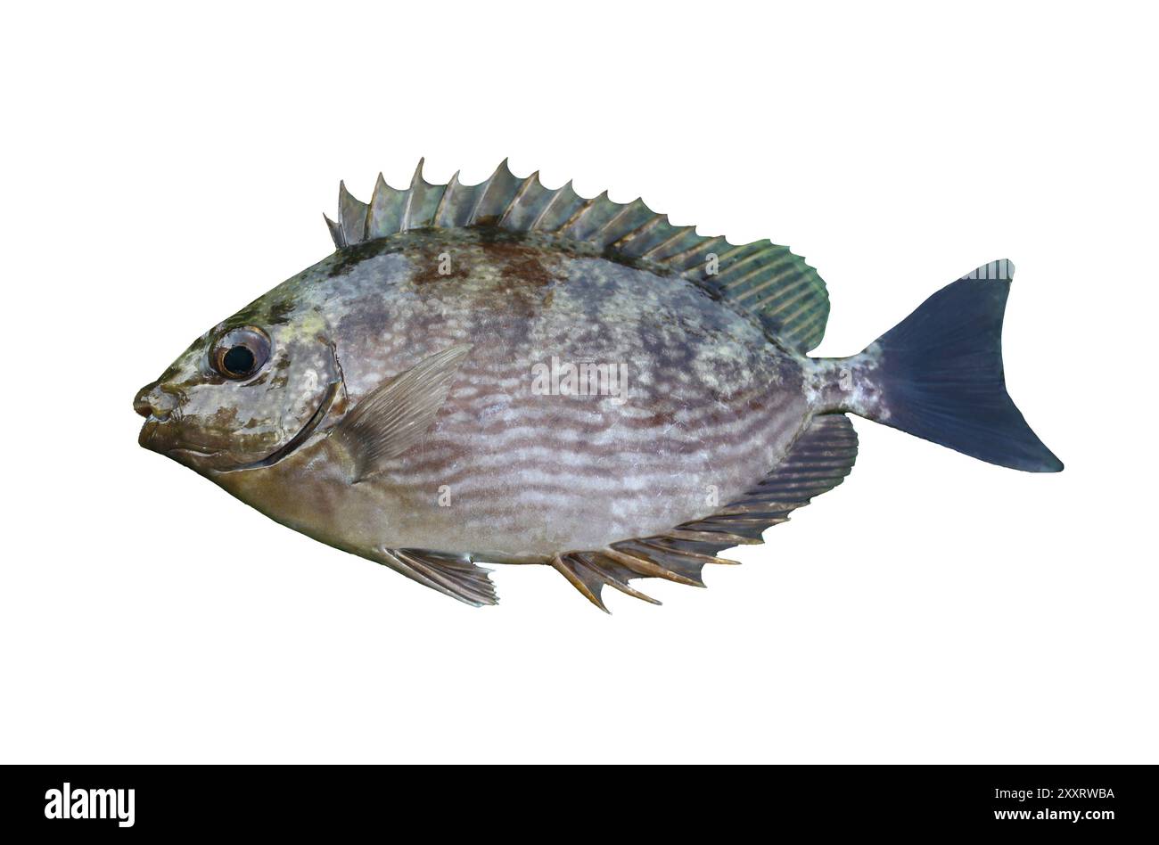 STREAKED SPINEFOOT with isolated on white background and have clipping ...