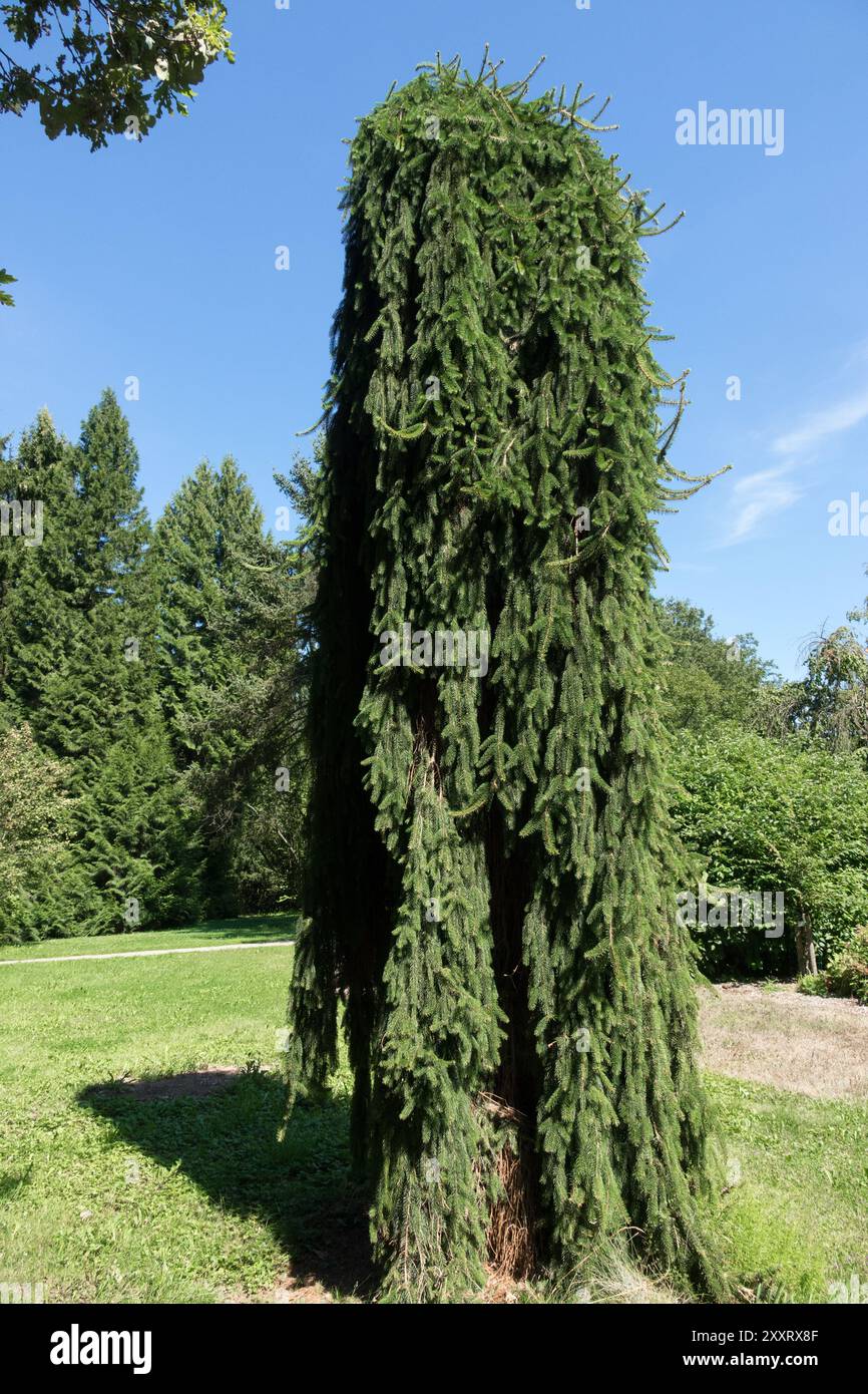 European Spruce Tree pendulous cultivar Picea abies "Inversa Stock ...