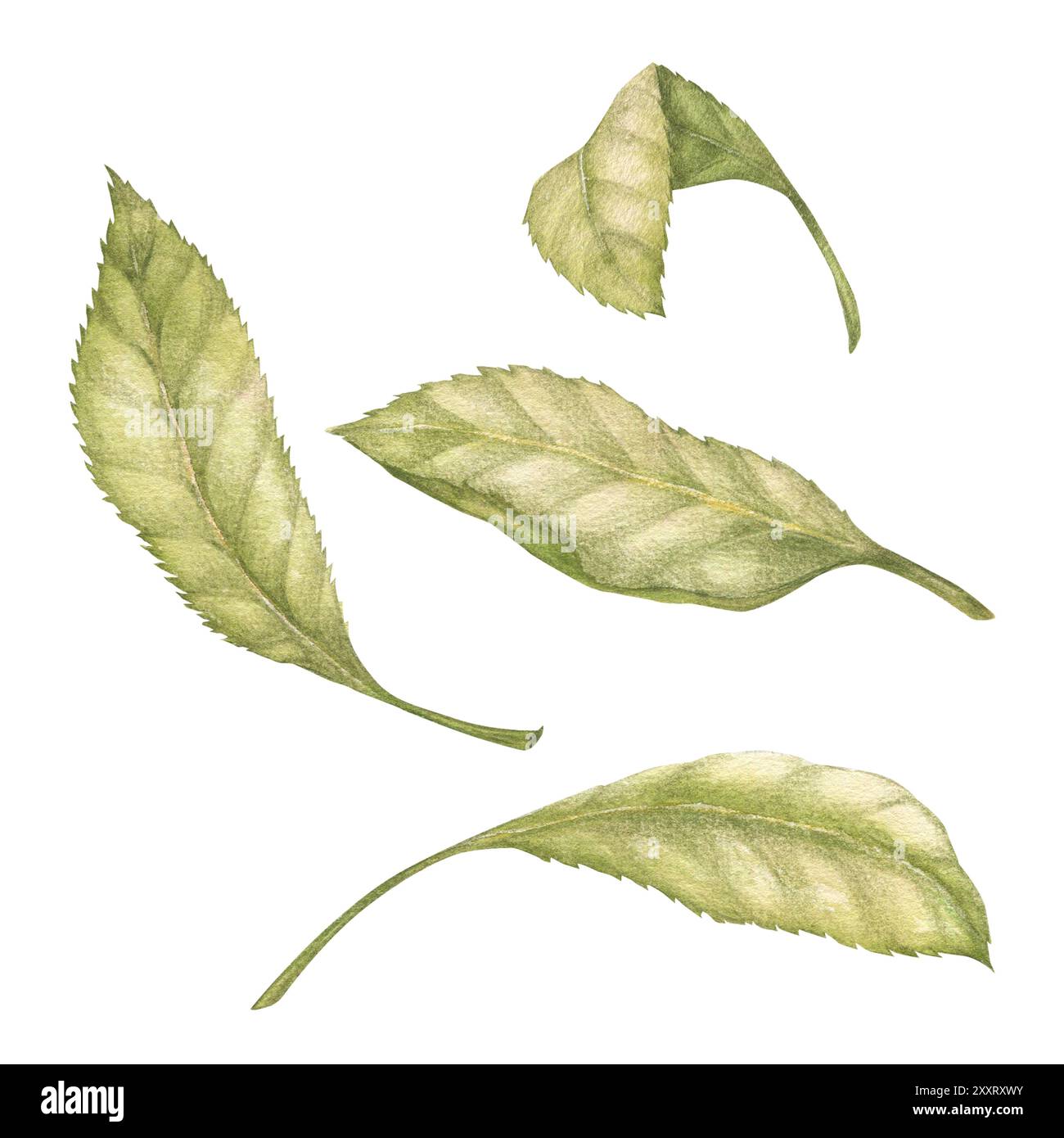 Cherry tree leaves watercolor illustration set. Botanical drawing ...