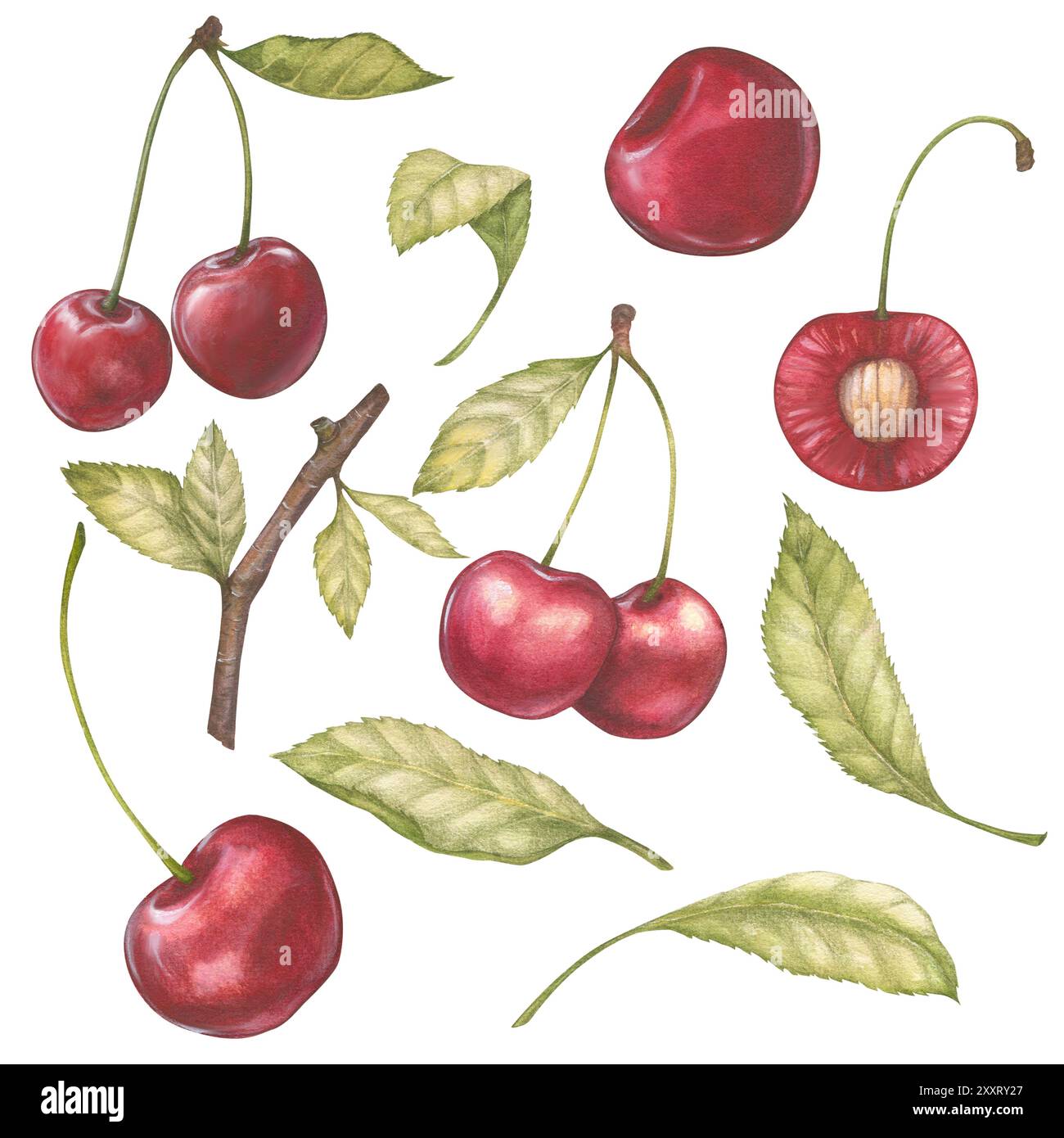 Cherry and cherry tree leaves watercolor illustration set. Red ...