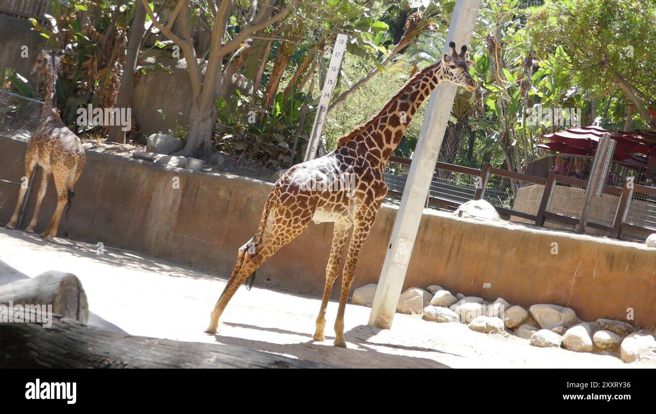 Los Angeles, California, USA 20th August 2024 Maasai Giraffes, Masai ...