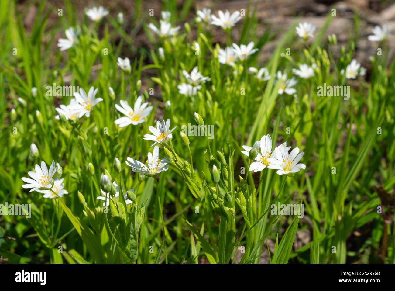 Close up chickweed flowers hi-res stock photography and images - Alamy