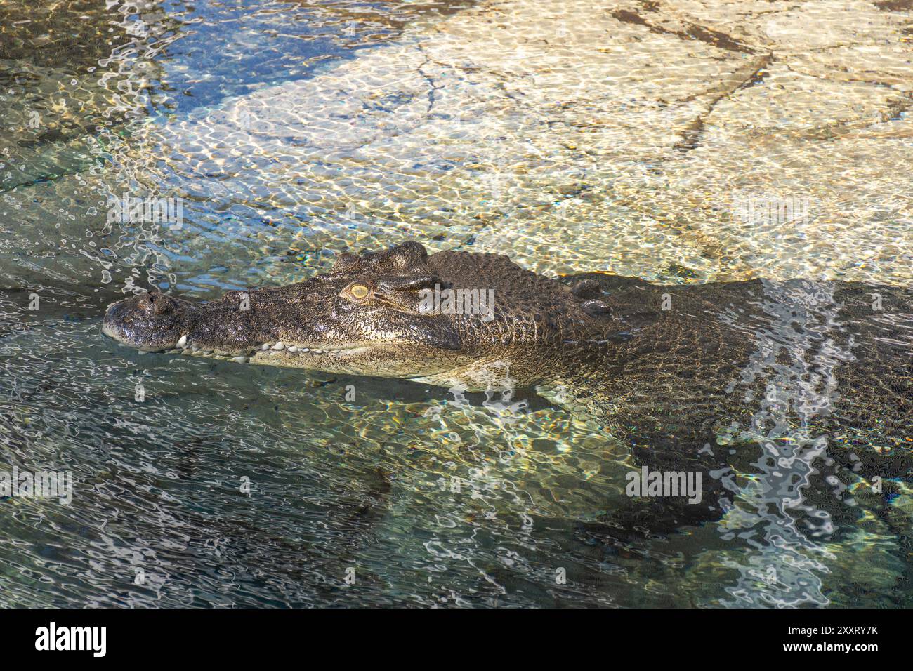 Reptile reptiles saltwater crocodile crocodylus porosus croc cro hi-res ...