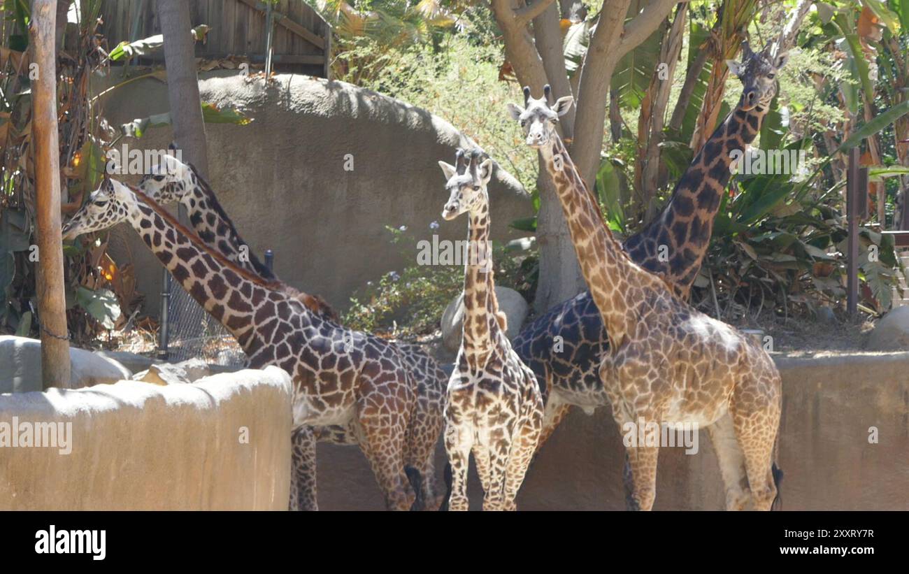 Los Angeles, California, USA 20th August 2024 Maasai Giraffes, Masai ...