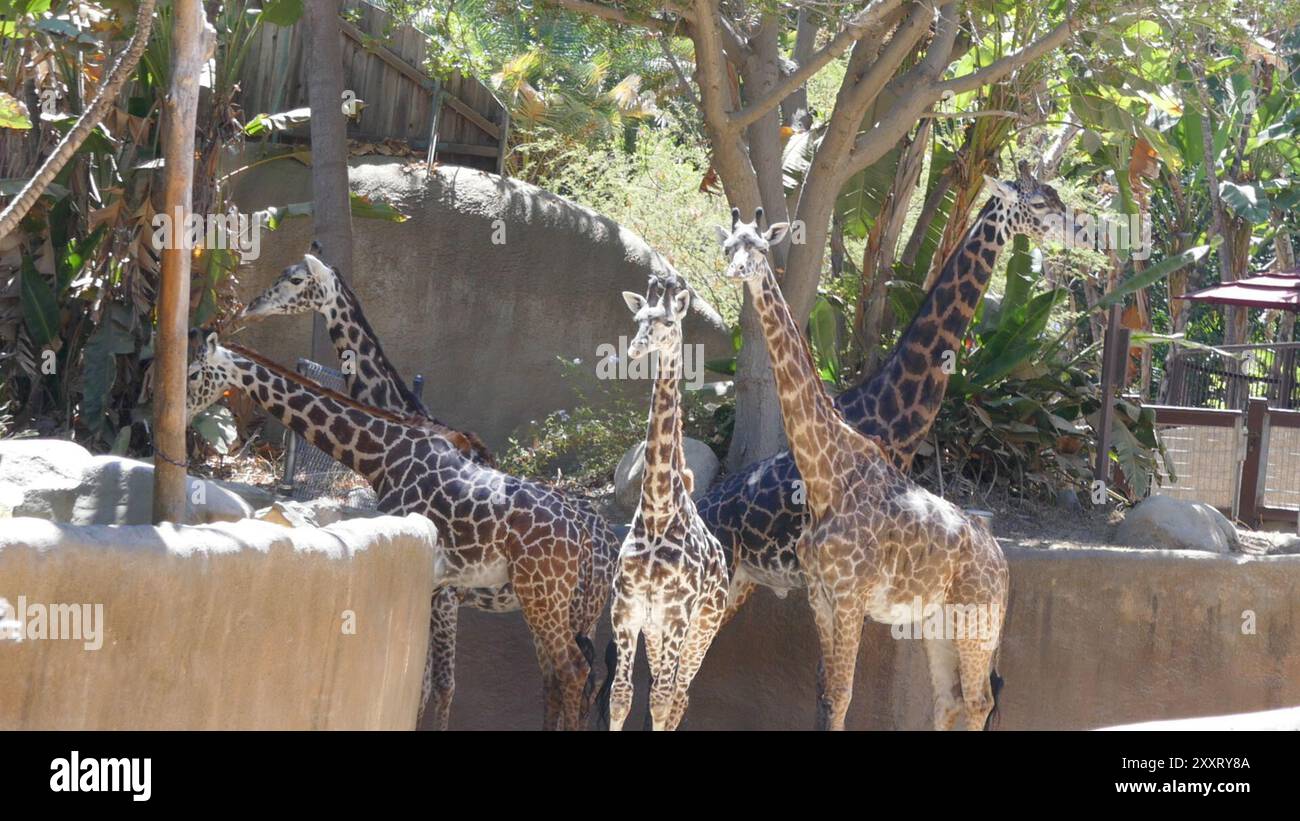 Los Angeles, California, USA 20th August 2024 Maasai Giraffes, Masai ...