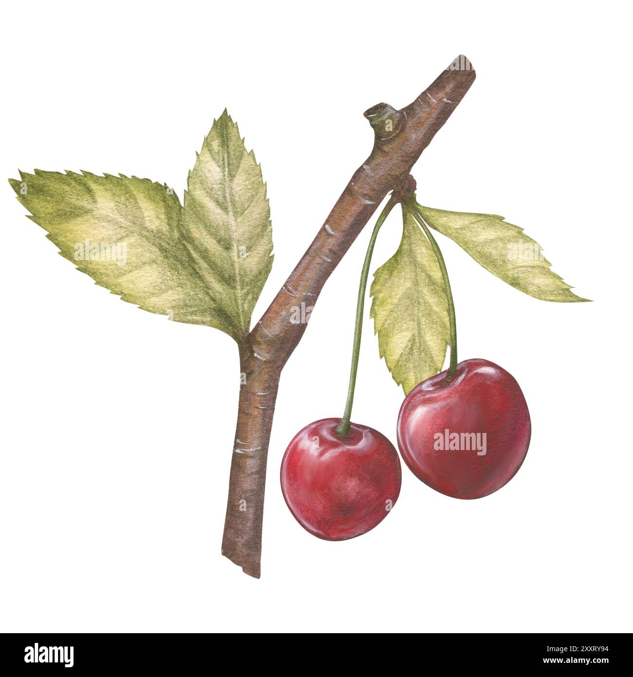 Watercolor illustration of a cherry or sweet cherry on a branch with a ...