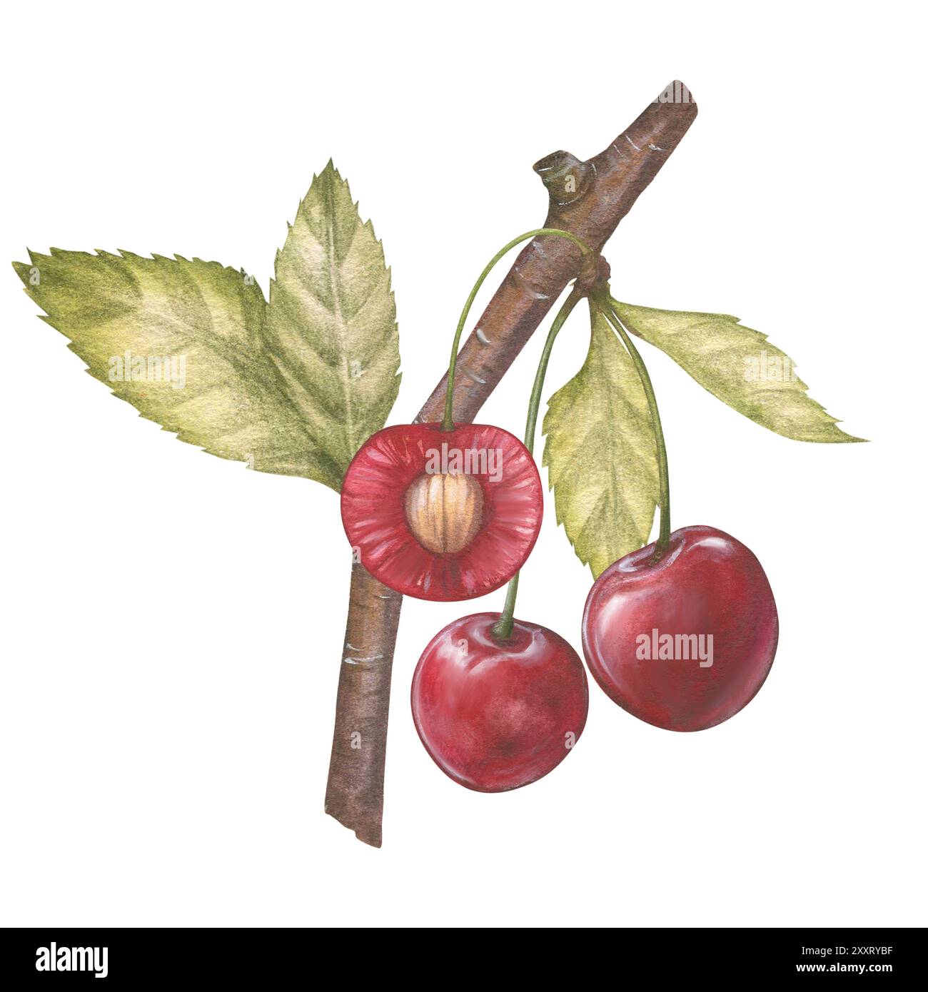 Watercolor illustration of a cherry or sweet cherry on a branch with a ...