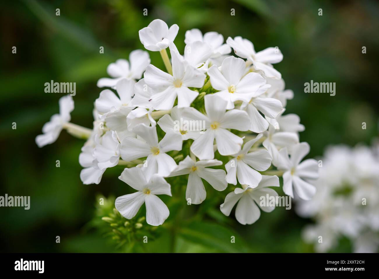 Pure white herbaceous perennial Phlox Paniculata variety flowering in ...