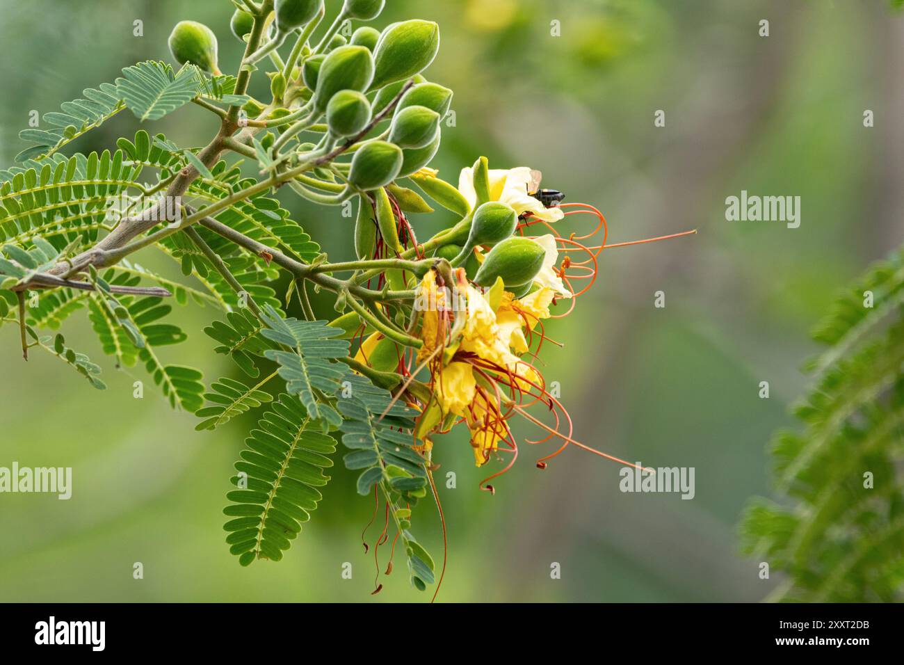 The Creamy Peacock Flower has a profuse display of spectacular flowers ...