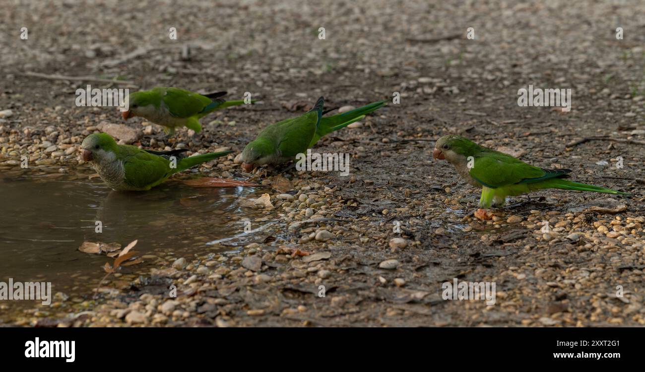 Parakeets drinking hi-res stock photography and images - Alamy