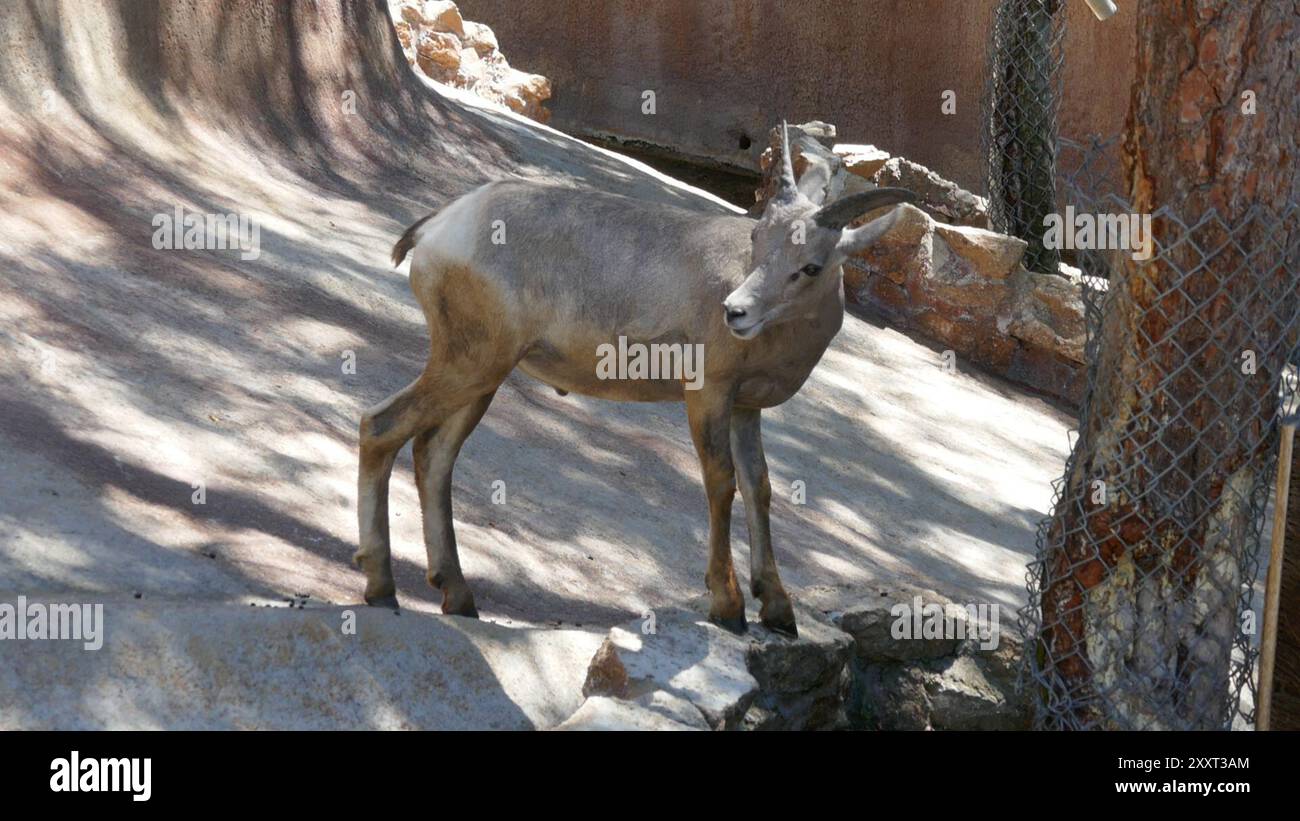 Los Angeles, California, USA 20th August 2024 Desert Bighorn Sheep at ...