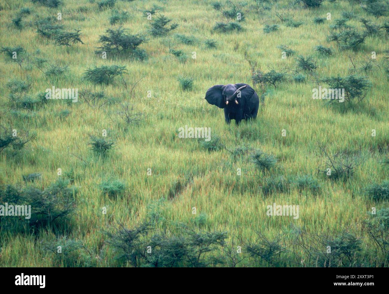 Swamp wildlife hi-res stock photography and images - Alamy