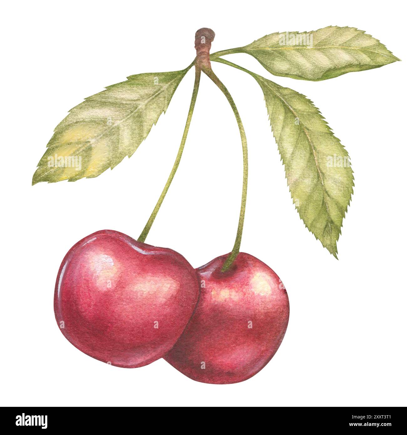 Watercolor illustration of a cherry or sweet cherry on a branch with a ...