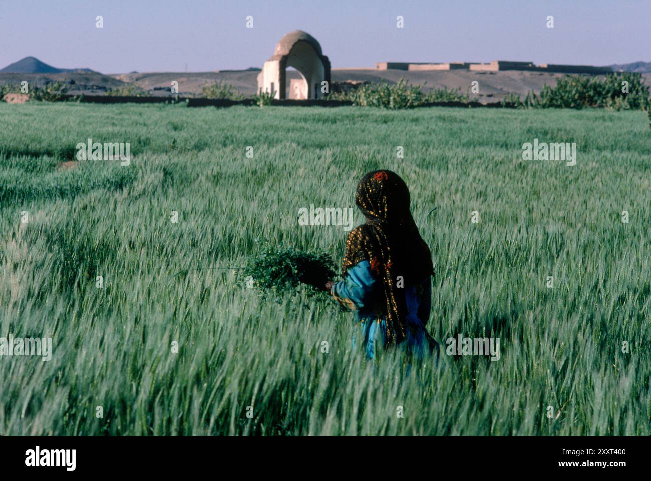 Woman in a fieldnear her village in northern Sudan Stock Photo - Alamy