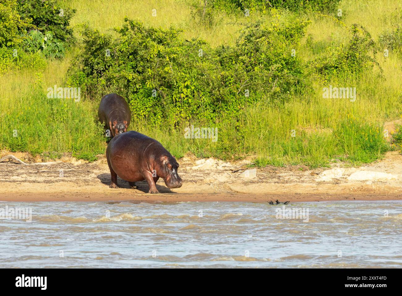 Predominantly a grazer hi-res stock photography and images - Alamy