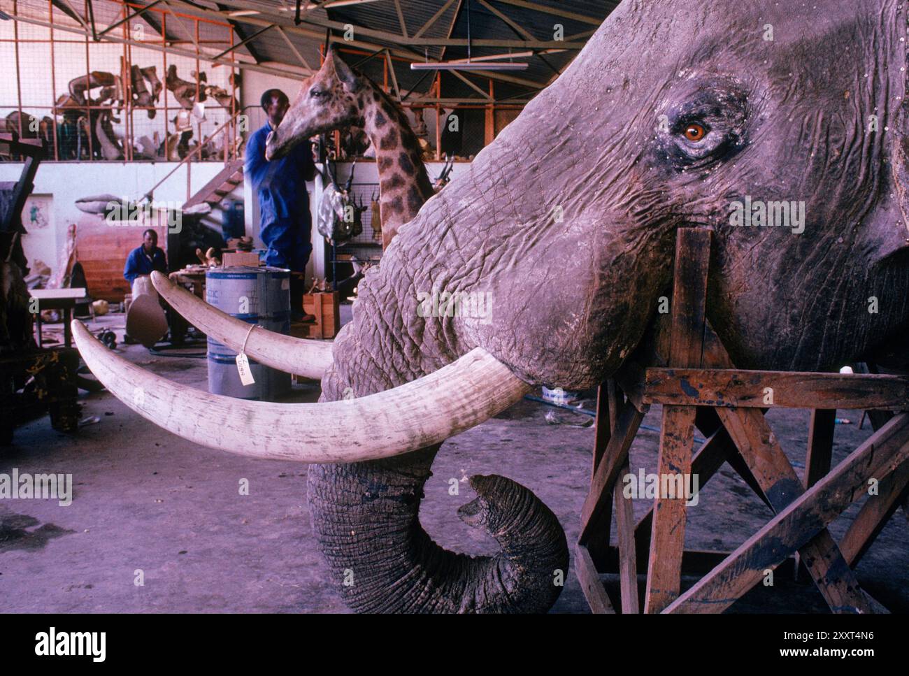 Elephant head with ivory tusks and other hunting trophies in a ...