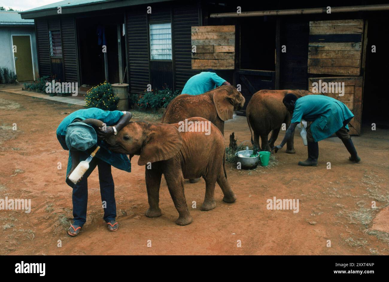 Baby elephant orphans are bottle fed at an animal orphanage in Kenya ...