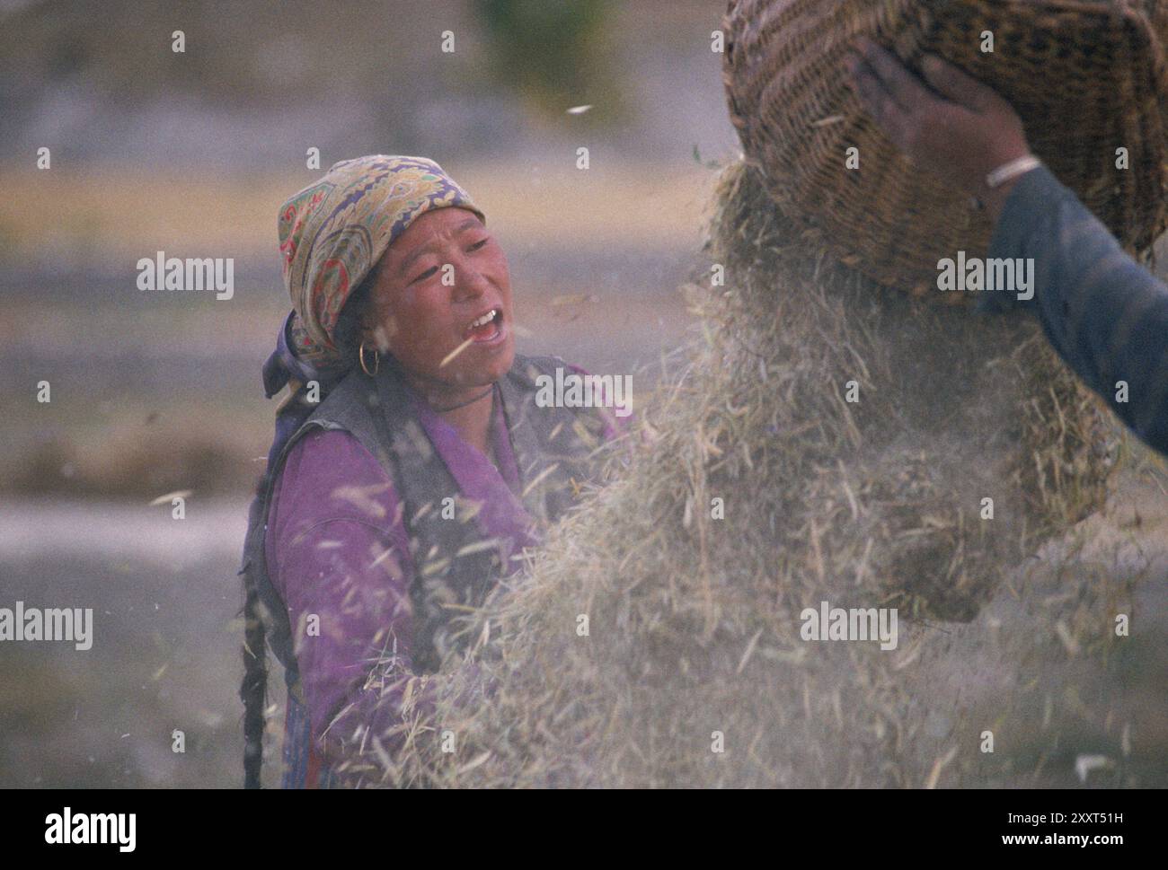 Woman threshing barley, Lo Manthang, Nepal Stock Photo - Alamy