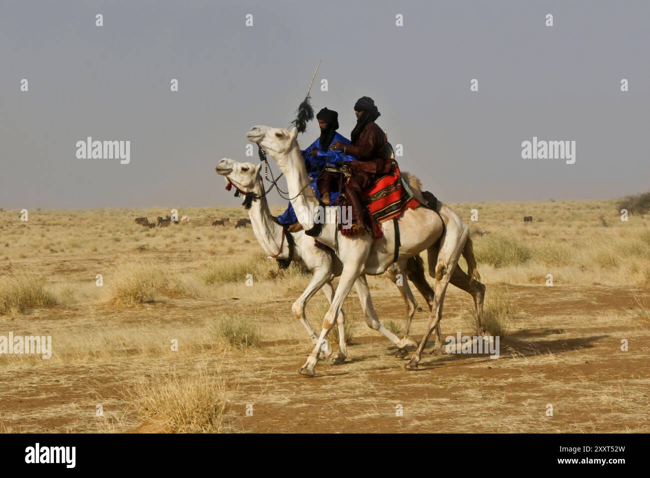 Two Toureg men ride their camels across the open Sahel, Gao, Mali, West ...