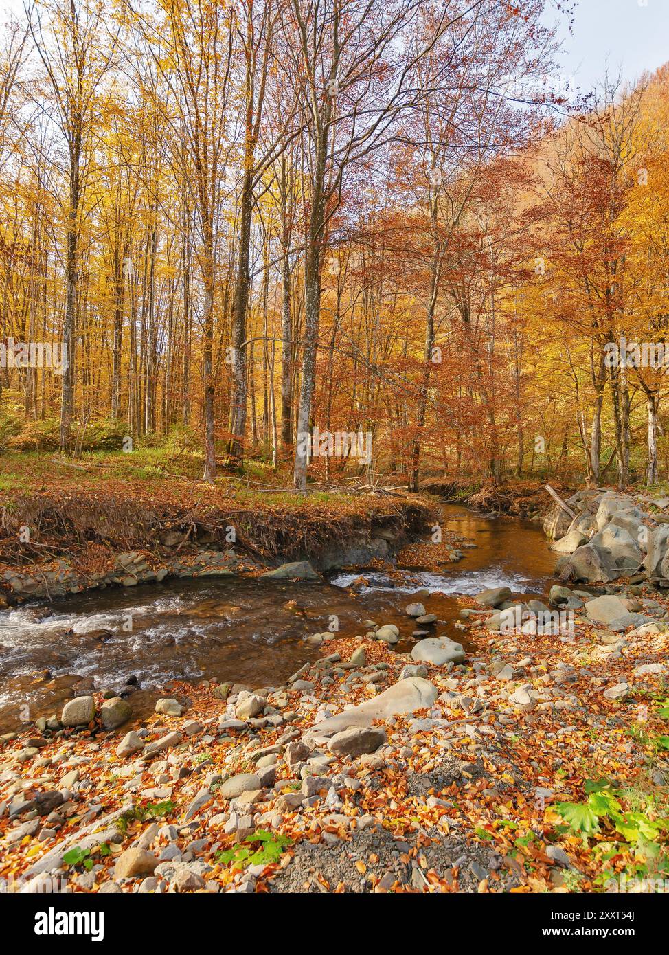 landscape with forest and a creek in front. beautiful scenery in autumn ...