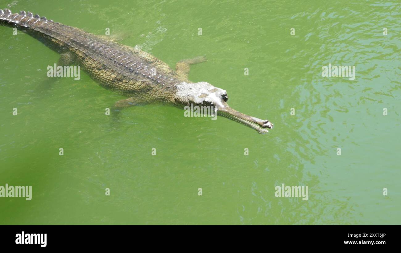 Los Angeles, California, USA 20th August 2024 Indian Gharial at LA Zoo ...