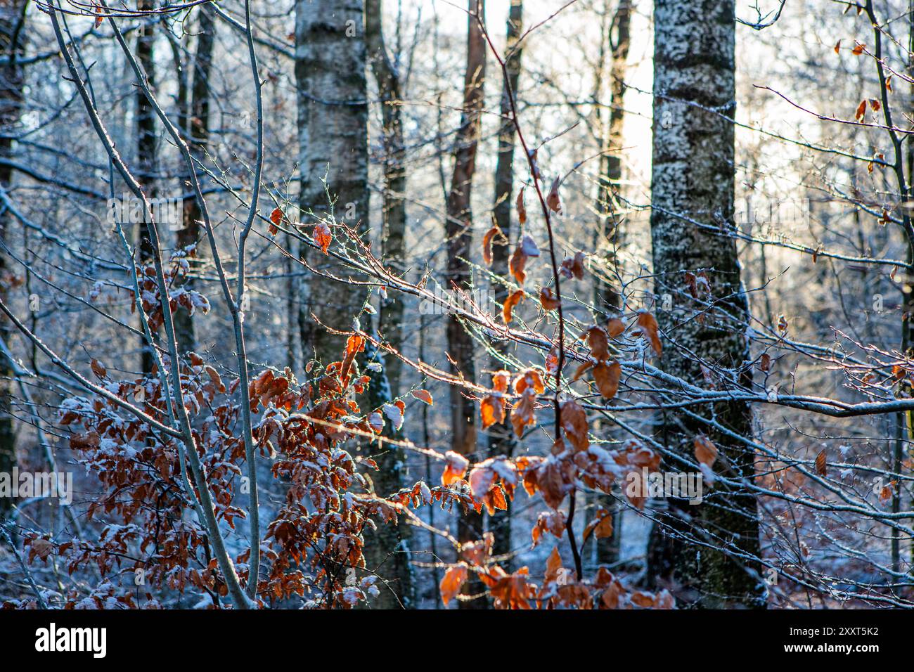 Sun shining through winter in forest in Scania, south Sweden Stock ...