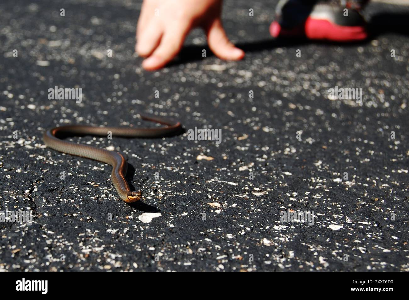 Garter Snake on Walking Trail with Young Boy's Hand Stock Photo - Alamy